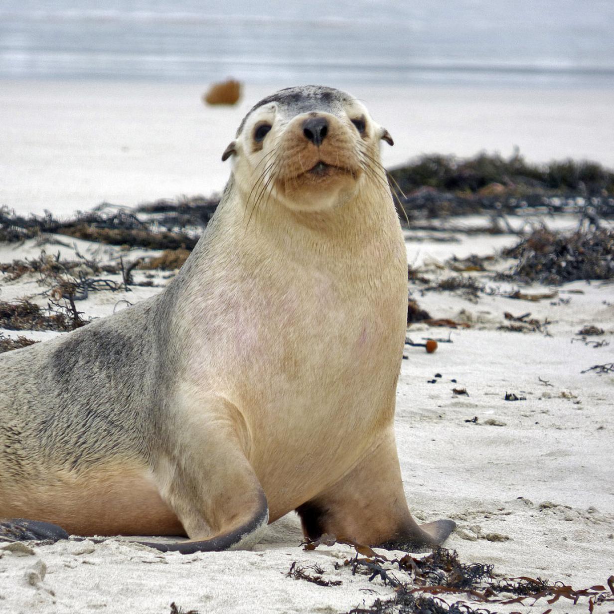 Falsch abgebogen: Baby-Robbe strandet in einem Kreisverkehr