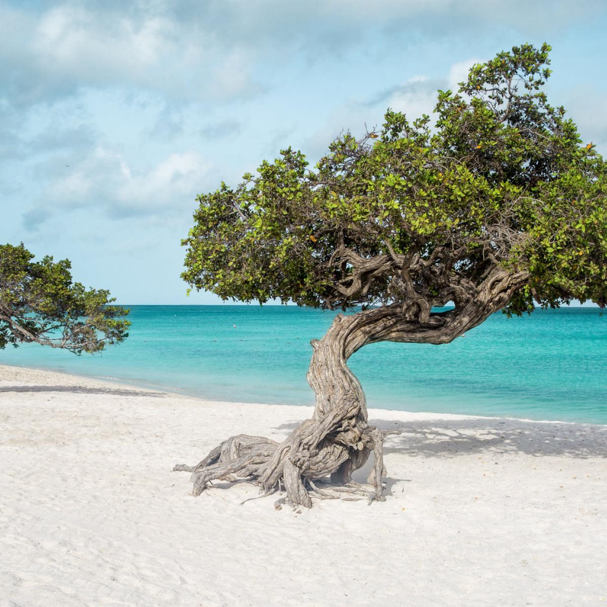 Aruba - die Karibikinsel, die kaum jemand kennt