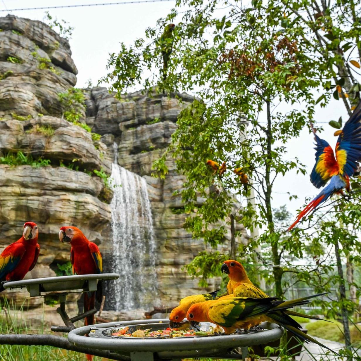 "Bird Paradise": Größter Vogelpark Asiens öffnet in Singapur