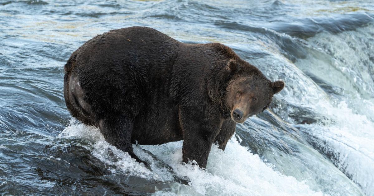 Fat Bear Week: Wer gewinnt die Wahl zum fettesten Bären?