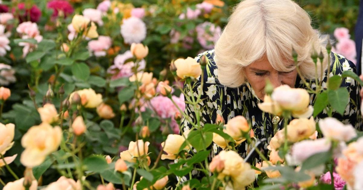 "Discover the Magic of Chelsea Flower Show - London's Historic ...